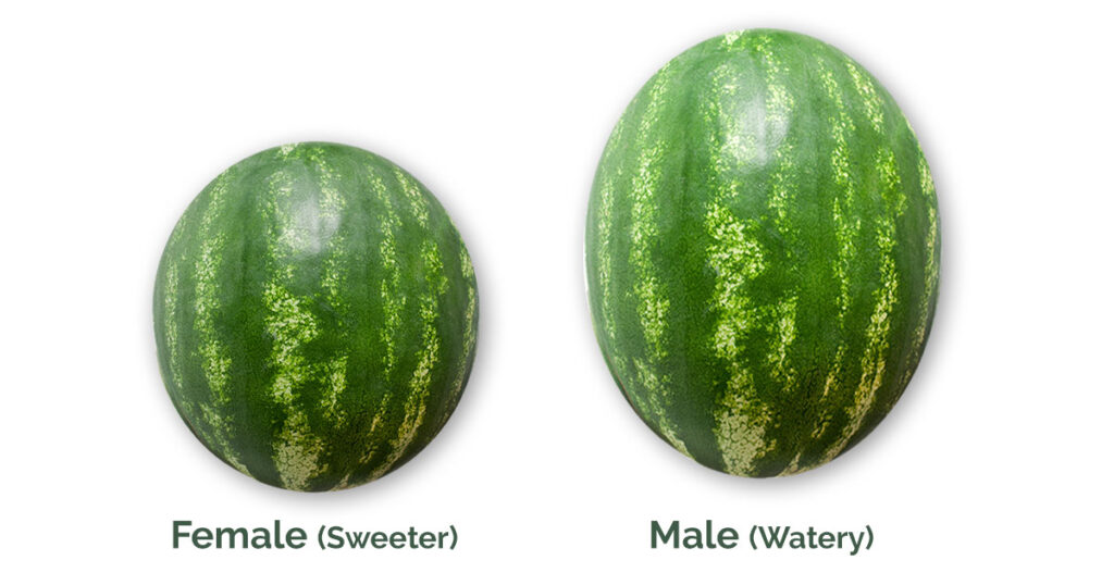 10 Steps To Choose A Watermelon - Benefits Of Stretching