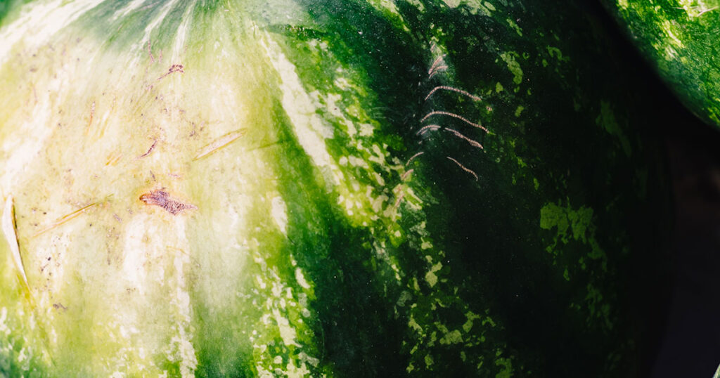 10 Steps To Choose A Watermelon - Benefits Of Stretching